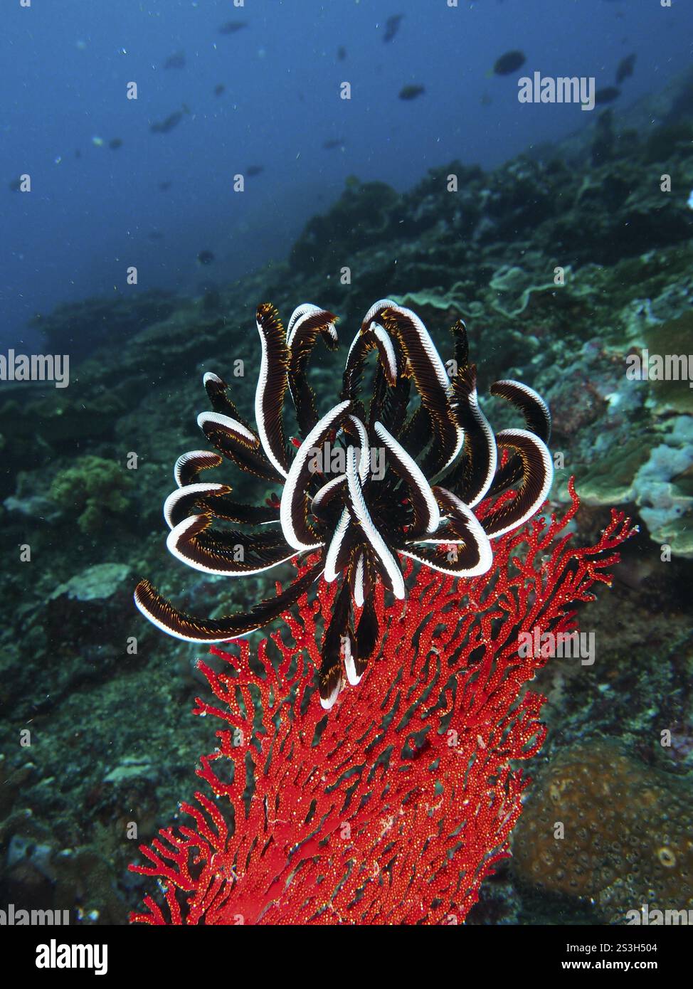 Black and white Bennett's hairstar (Anneissia bennetti) in contrast to ...