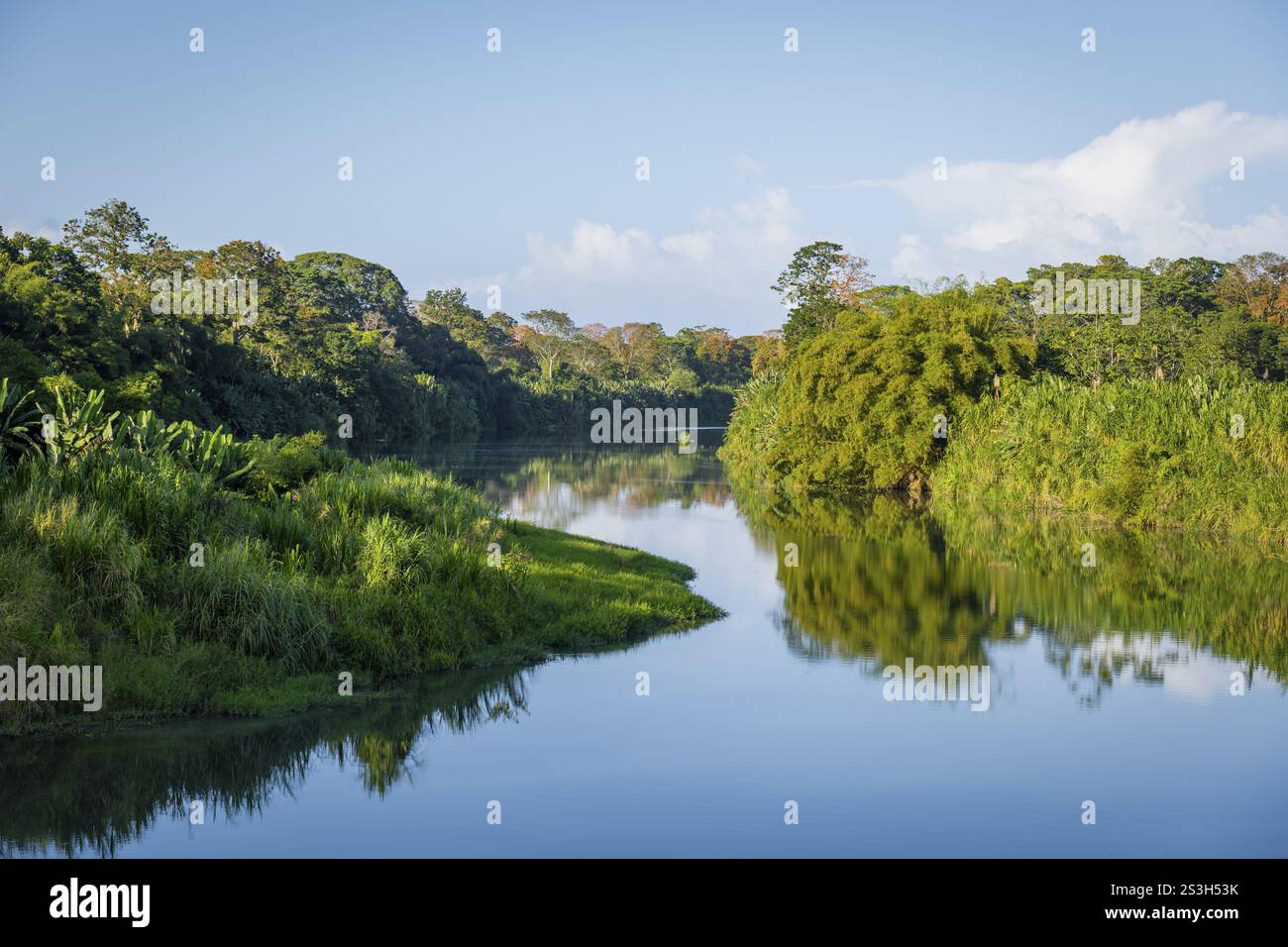 Calm river, dense vegetation with tropical rainforest, Limon province ...