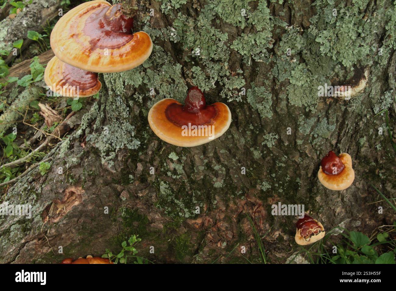 Virginia, USA. Fruiting bodies of Ganoderma sessile fungus growing on a ...