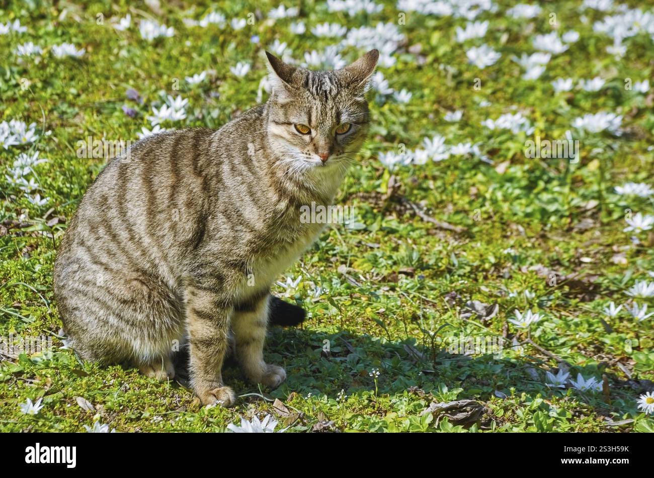 Cat on the meadow among the white flowers Varna, Bulgaria, Europe Stock ...
