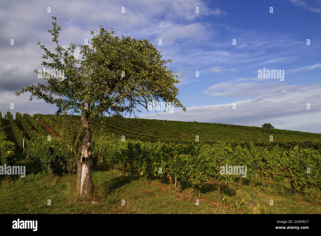 Old Apple Tree and Vineyards, Wine Route, Germany, Europe Stock Photo ...