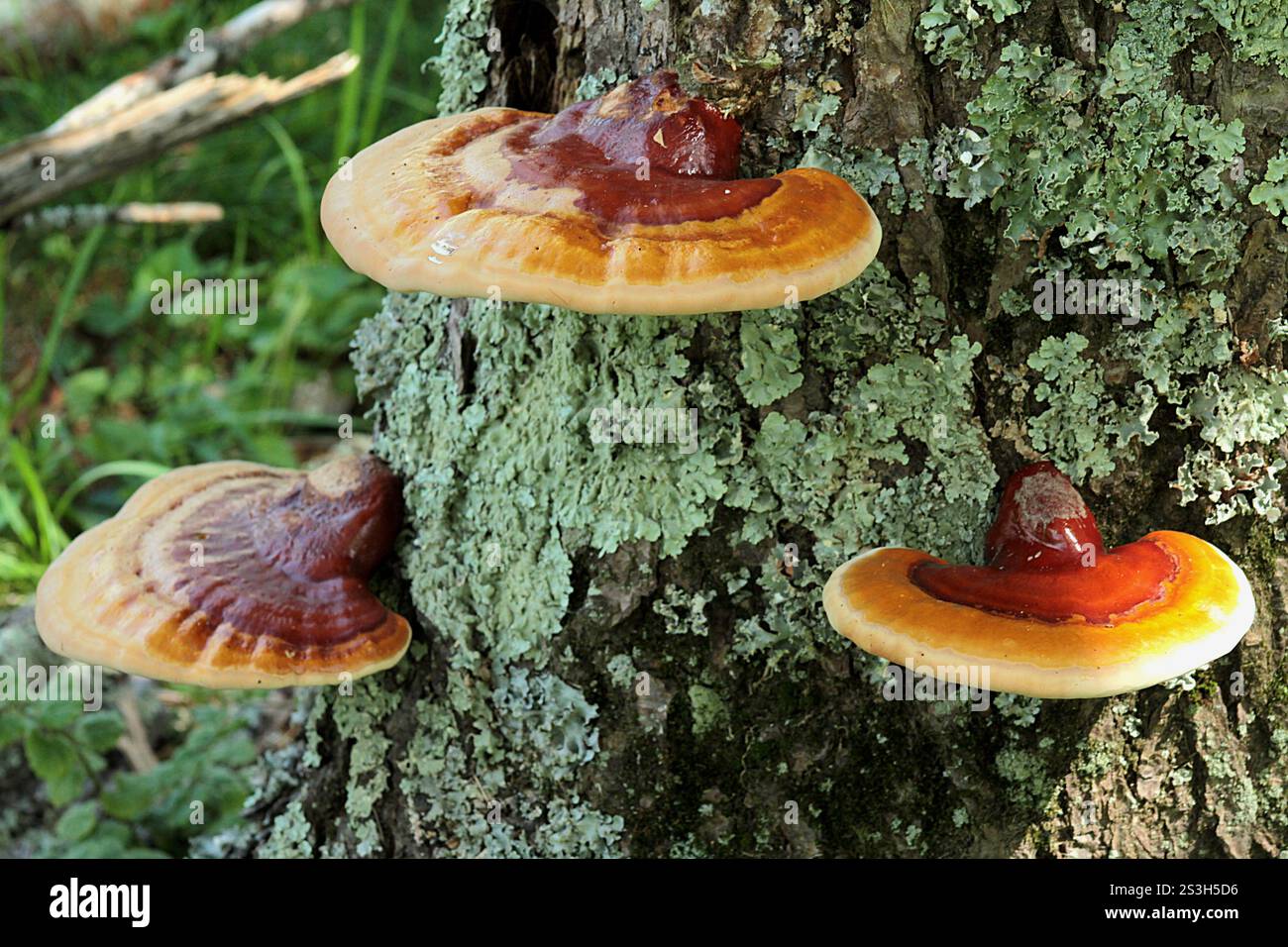 Virginia, USA. Fruiting bodies of Ganoderma sessile fungus growing on a ...