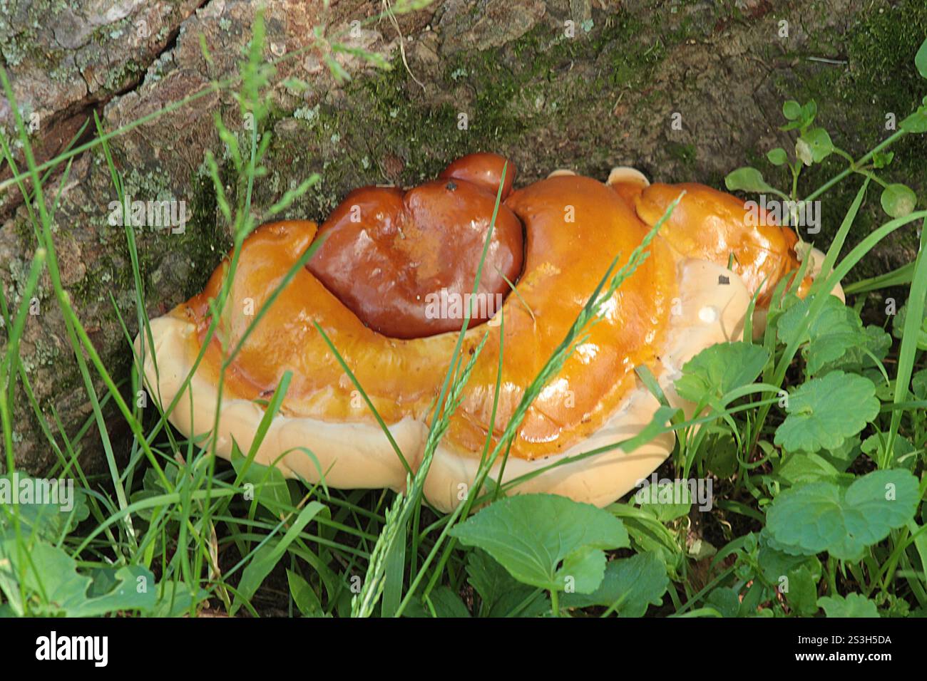 Virginia, USA. Fruiting bodies of Ganoderma sessile fungus growing on a ...