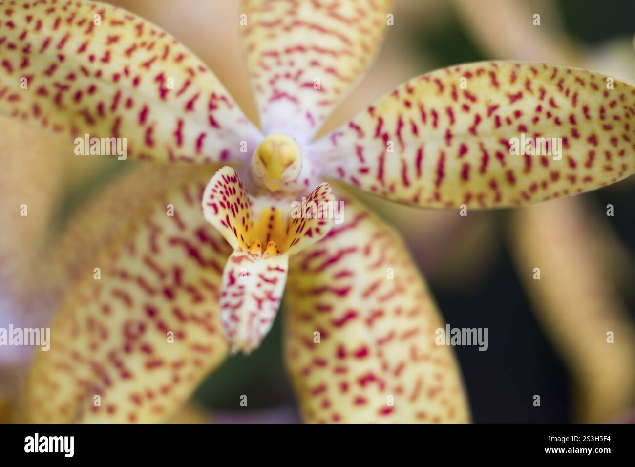 Yellow flower macro shots hi-res stock photography and images - Alamy