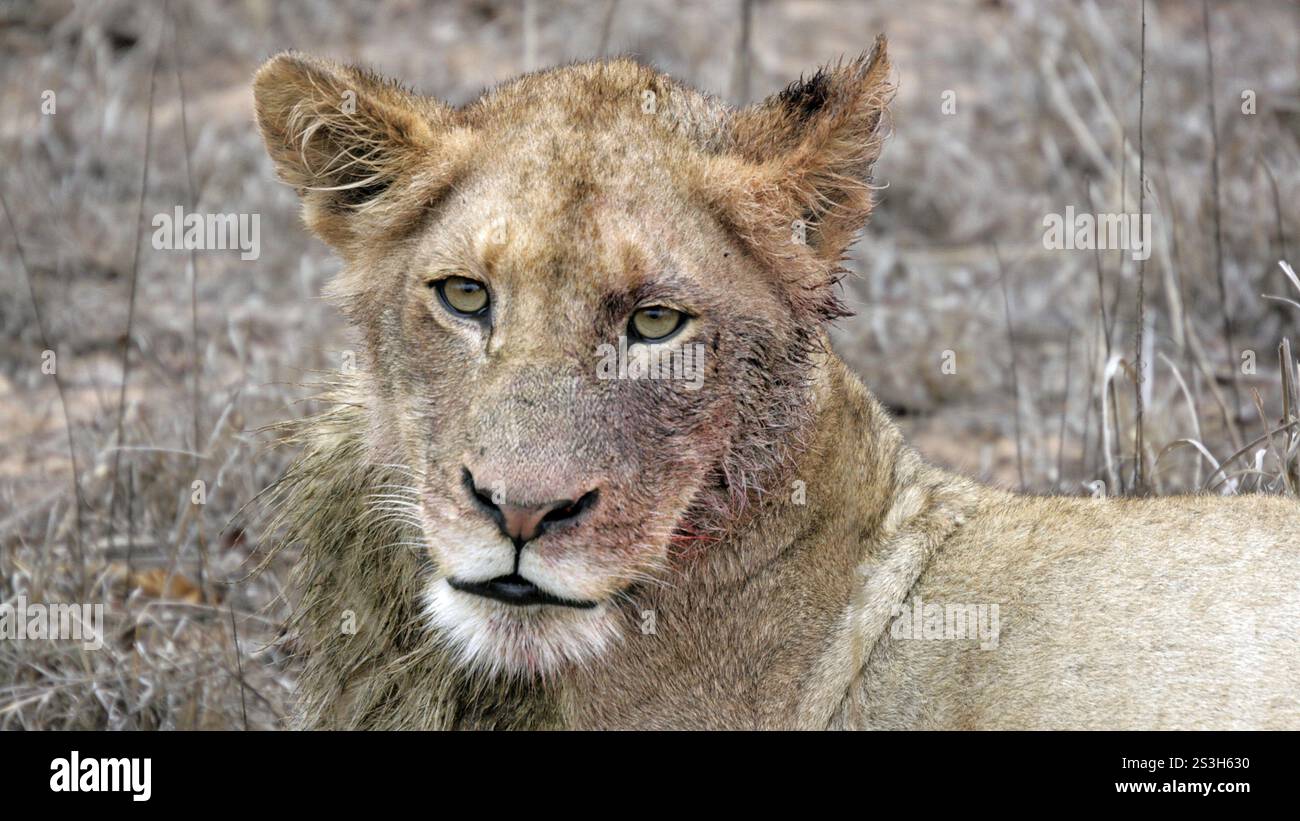 Lioness after a kill, Sabi Sands Game Reserve, South Africa South ...