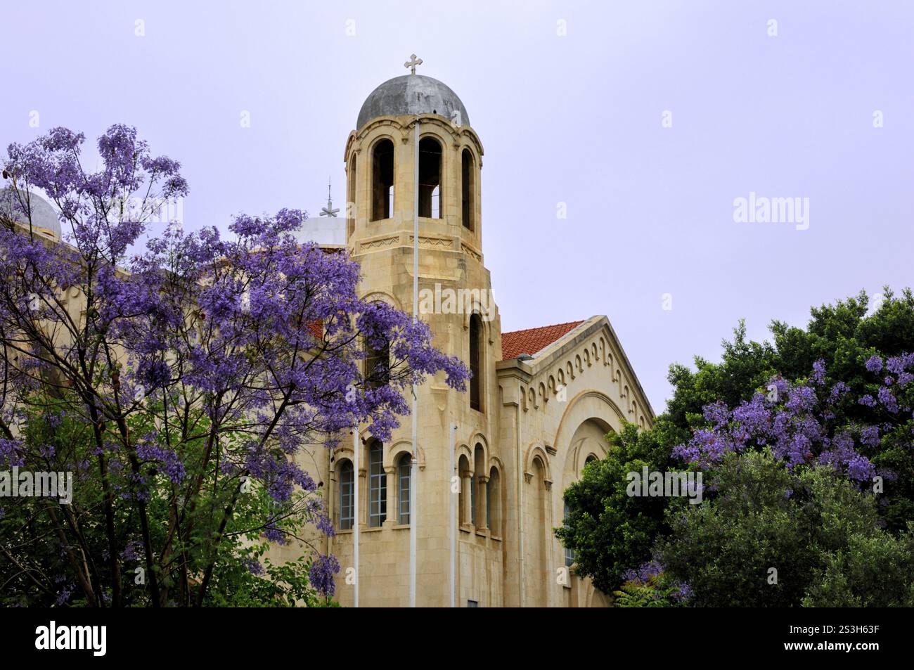 Travel stock photo of Flowering Blue Jacaranda trees - jacaranda ...