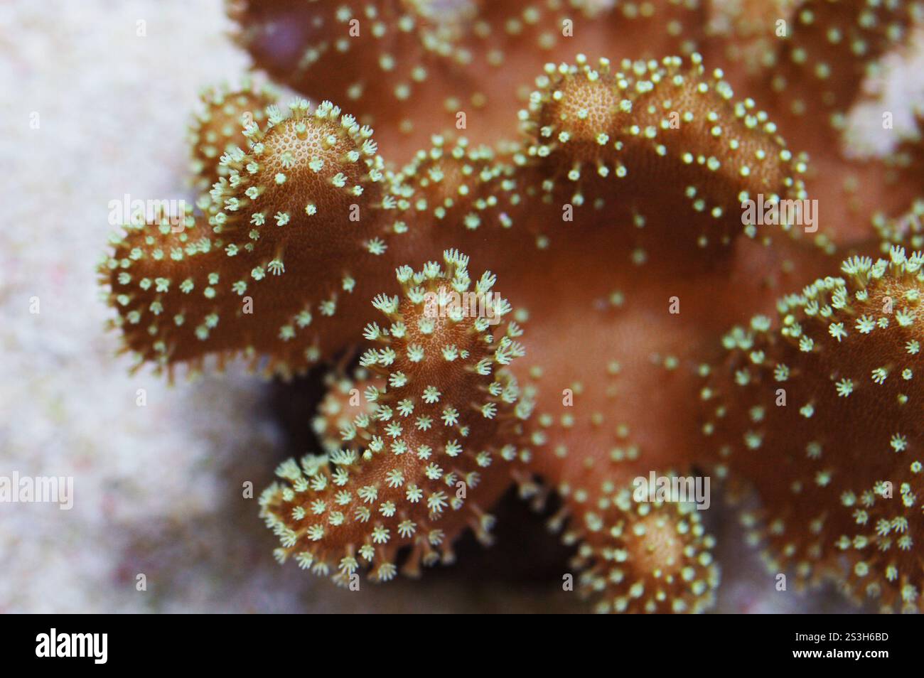 Lobophytum hi-res stock photography and images - Alamy