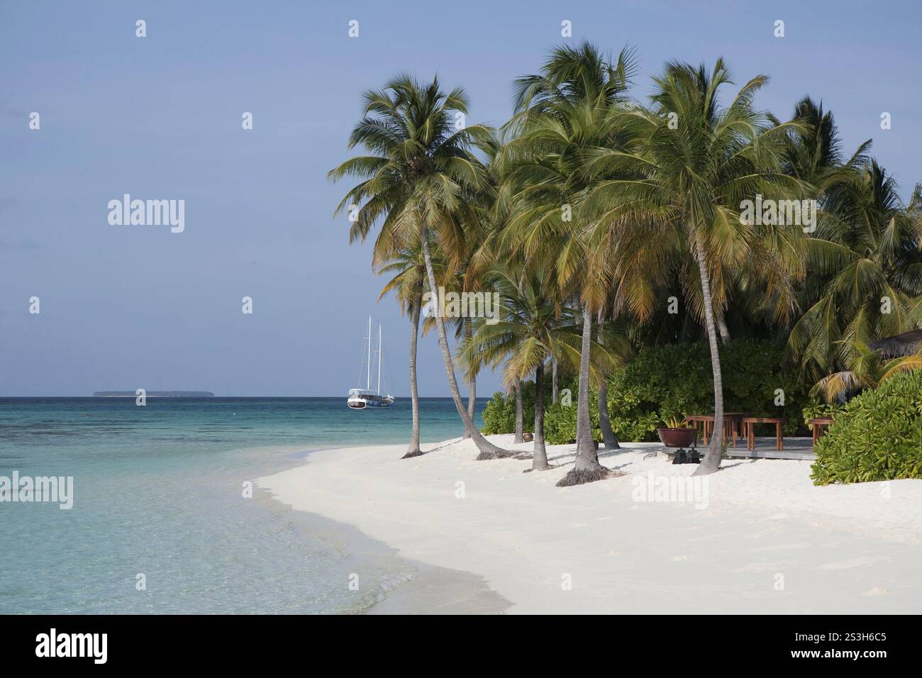 Palm trees and white sandy beach, Mirihi, Ari Atoll, Maldives Mirihi ...