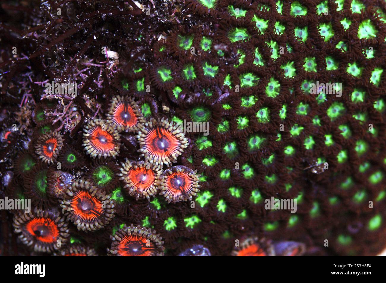 Metallic Pink Zoanthids with Green Zoo's, Zoanthus spp Stock Photo - Alamy