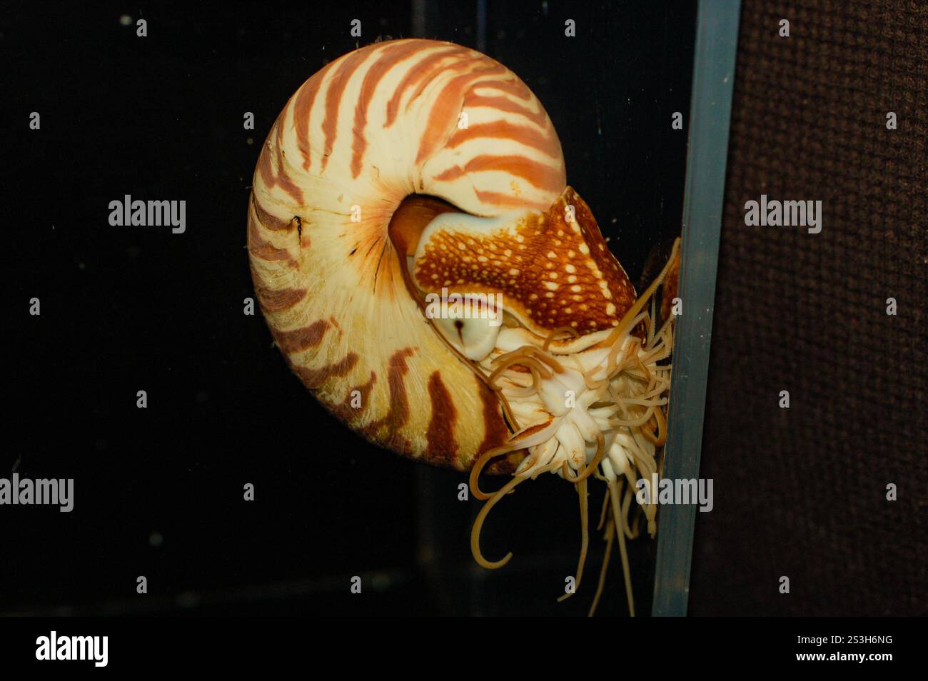 Chambered Nautilus - Nautilus pompilius Stock Photo - Alamy