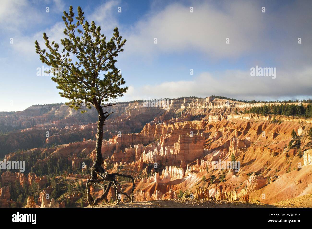 Jupiter Pine Tree at Bryce Canyon, Sunrise Point, Utah Stock Photo - Alamy