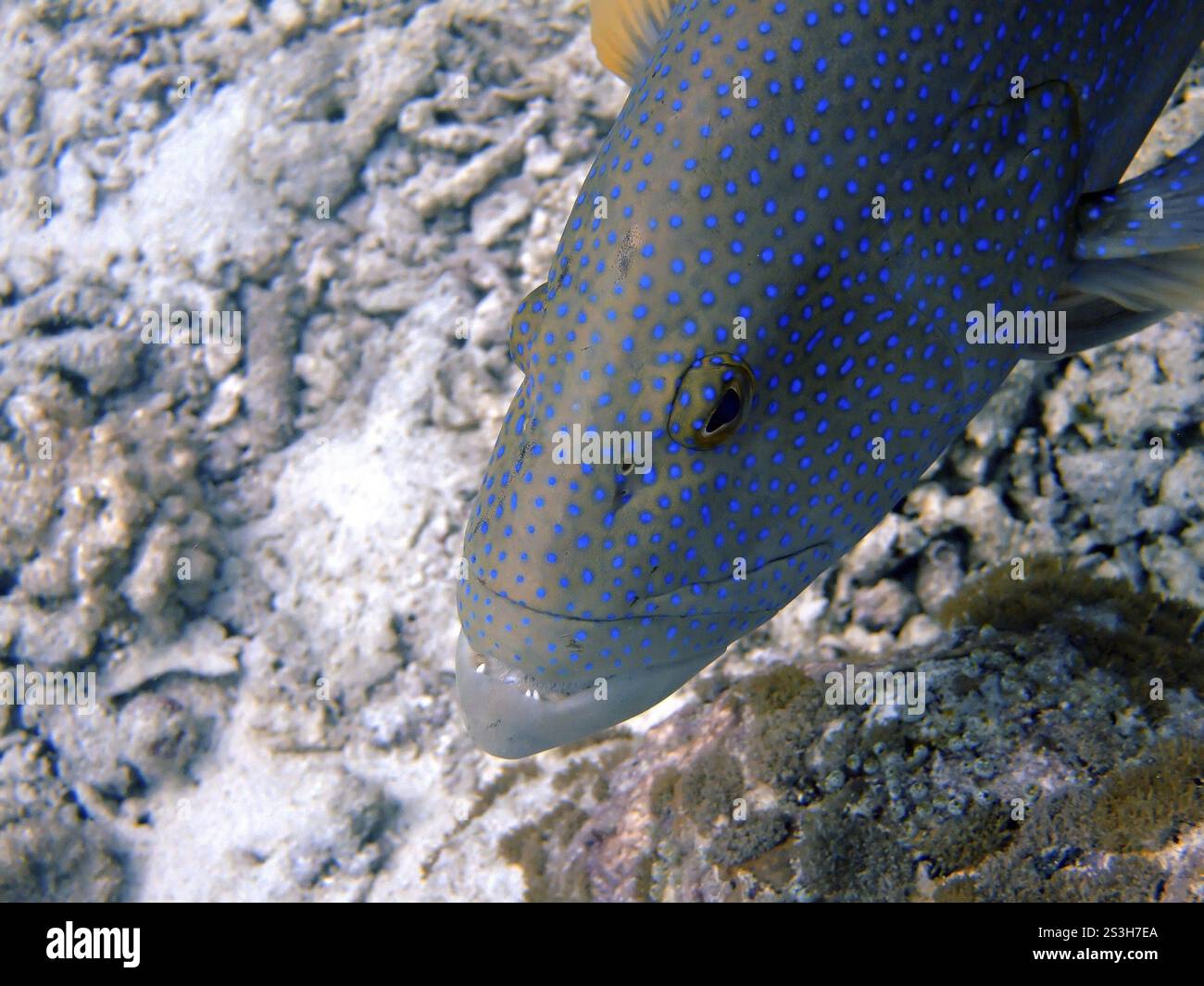 Blue-spotted grouper, South Ari Atoll, Maldives Maldives Stock Photo ...