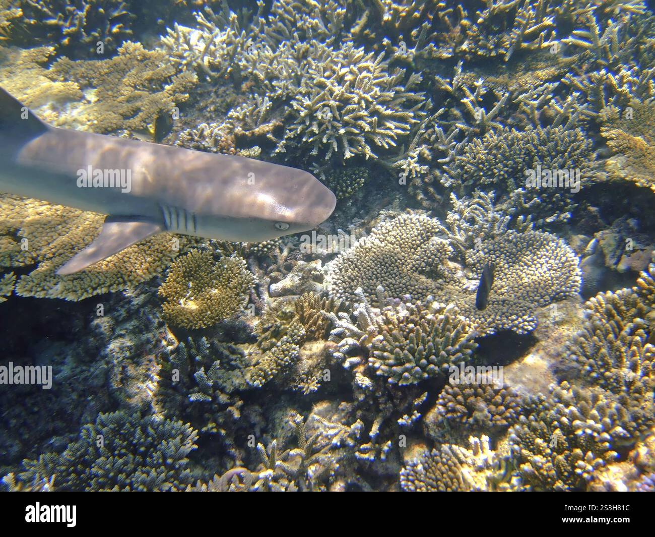 Whitetip reef shark, Mirihi, South Ari Atoll, Maldives Maldives Stock ...