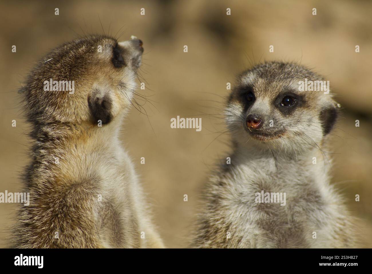 Two meerkats Suricata suricatta standing on their hind legs, South ...