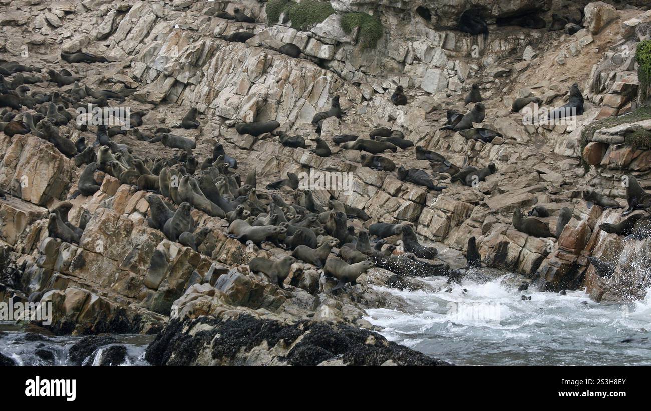 Launch ramp seal colony, Plettenberg Bay, South Africa South Africa ...