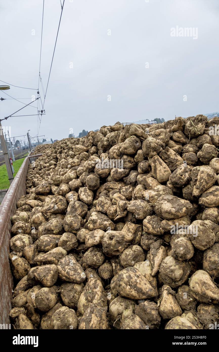 Sugar beet and goods train, symbol for harvest, logistics, renewable ...