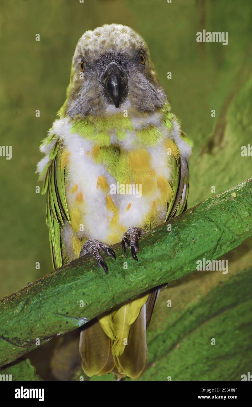 Parrot sitting in trees hi-res stock photography and images - Alamy