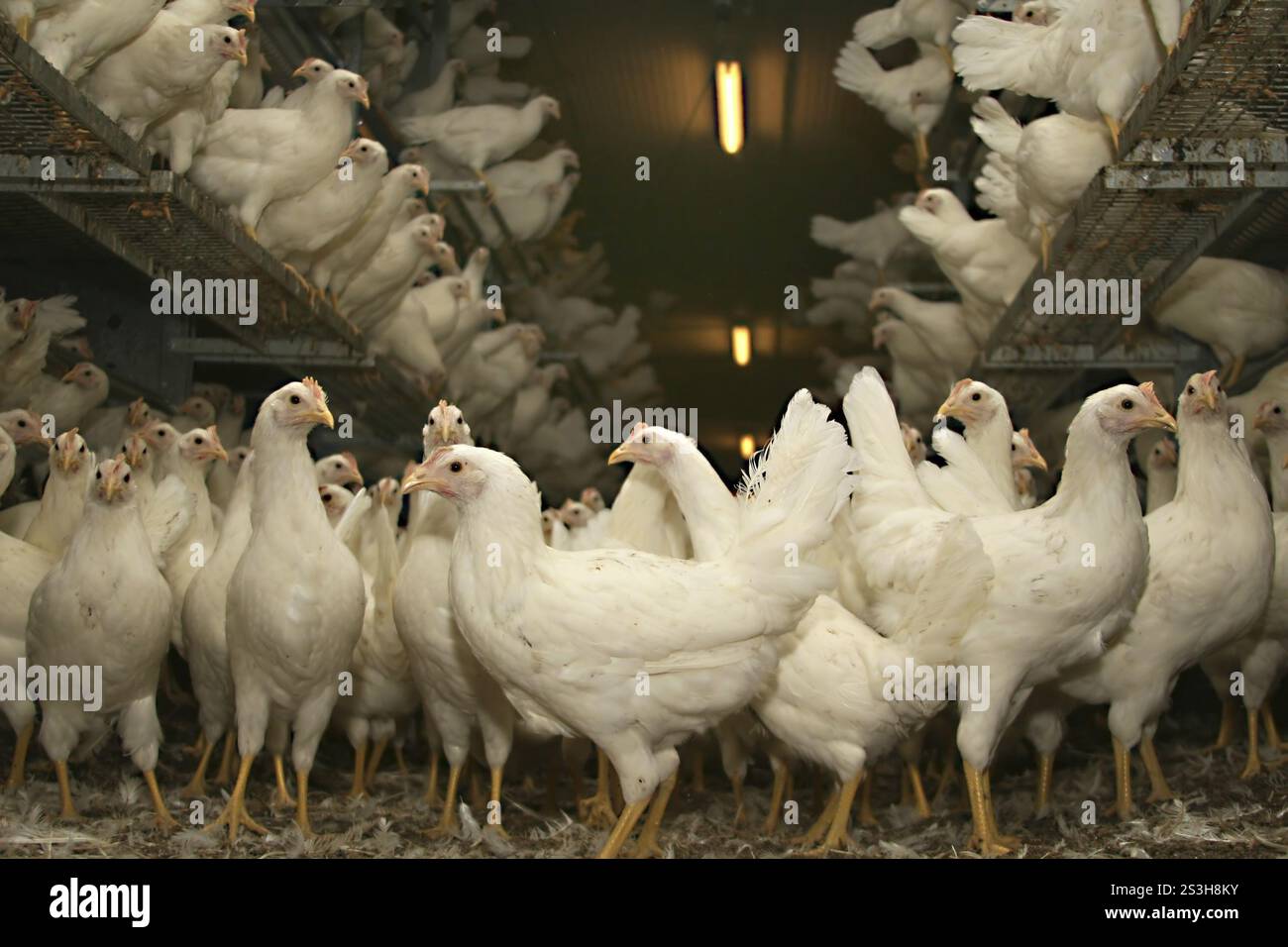 White laying pullets in their coop with free range Stock Photo - Alamy