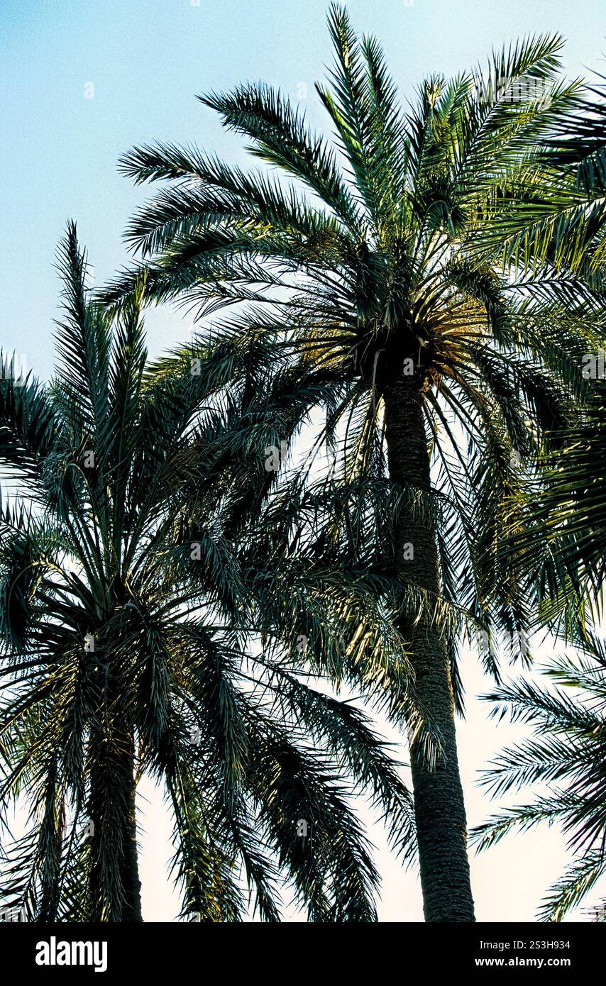Palm trees,Tunisia, North Africa Stock Photo - Alamy