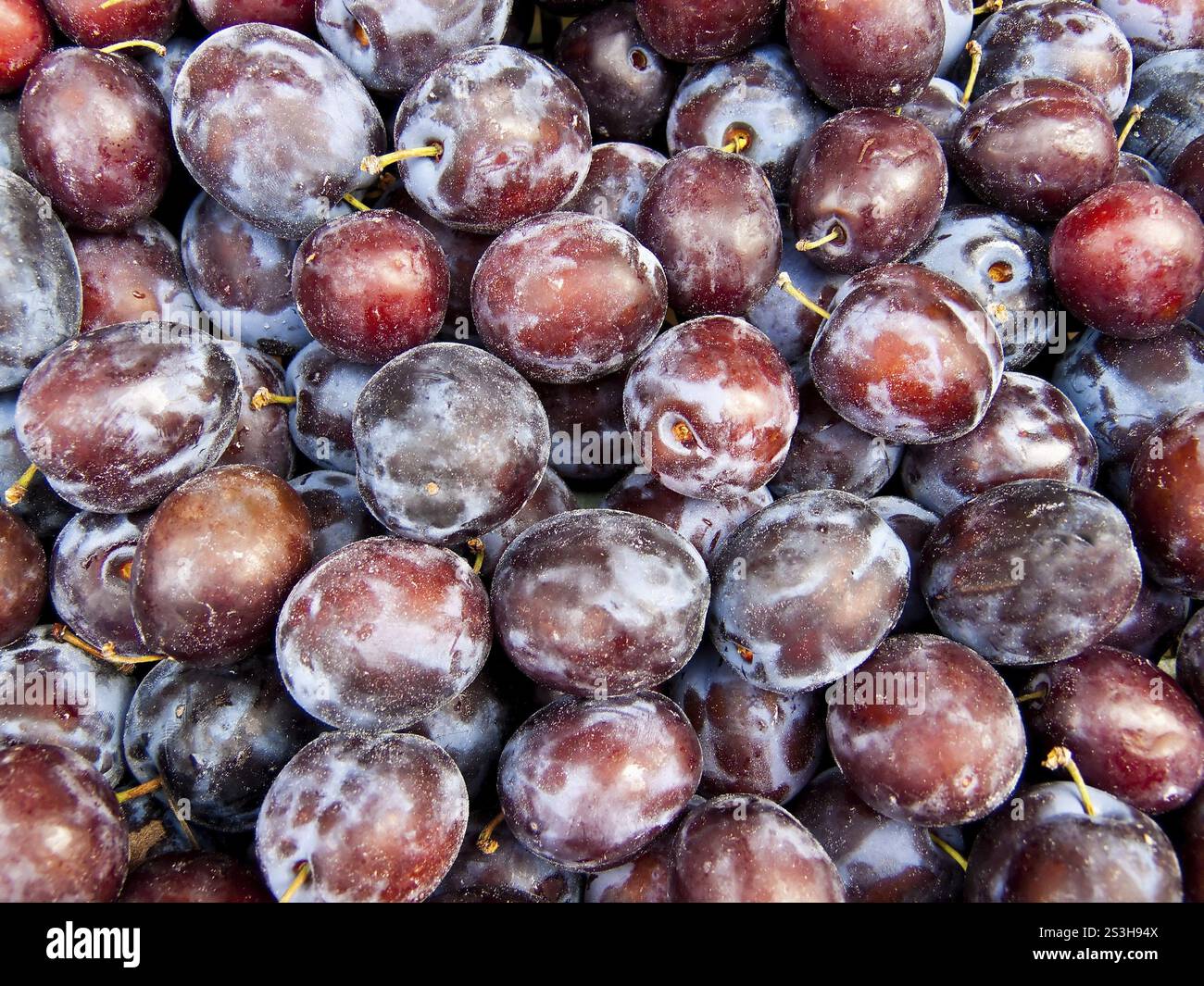 European plum prunus domestica plums hi-res stock photography and ...