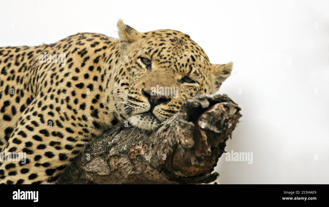 Detail of a resting leopard in a tree, Kruger National Park, South ...