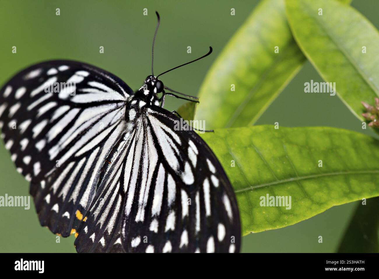 Butterfly macro shots hi-res stock photography and images - Alamy