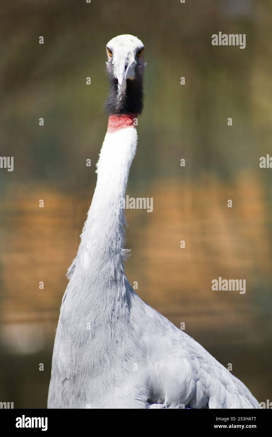 Portrait of a crane grus grus hi-res stock photography and images - Alamy