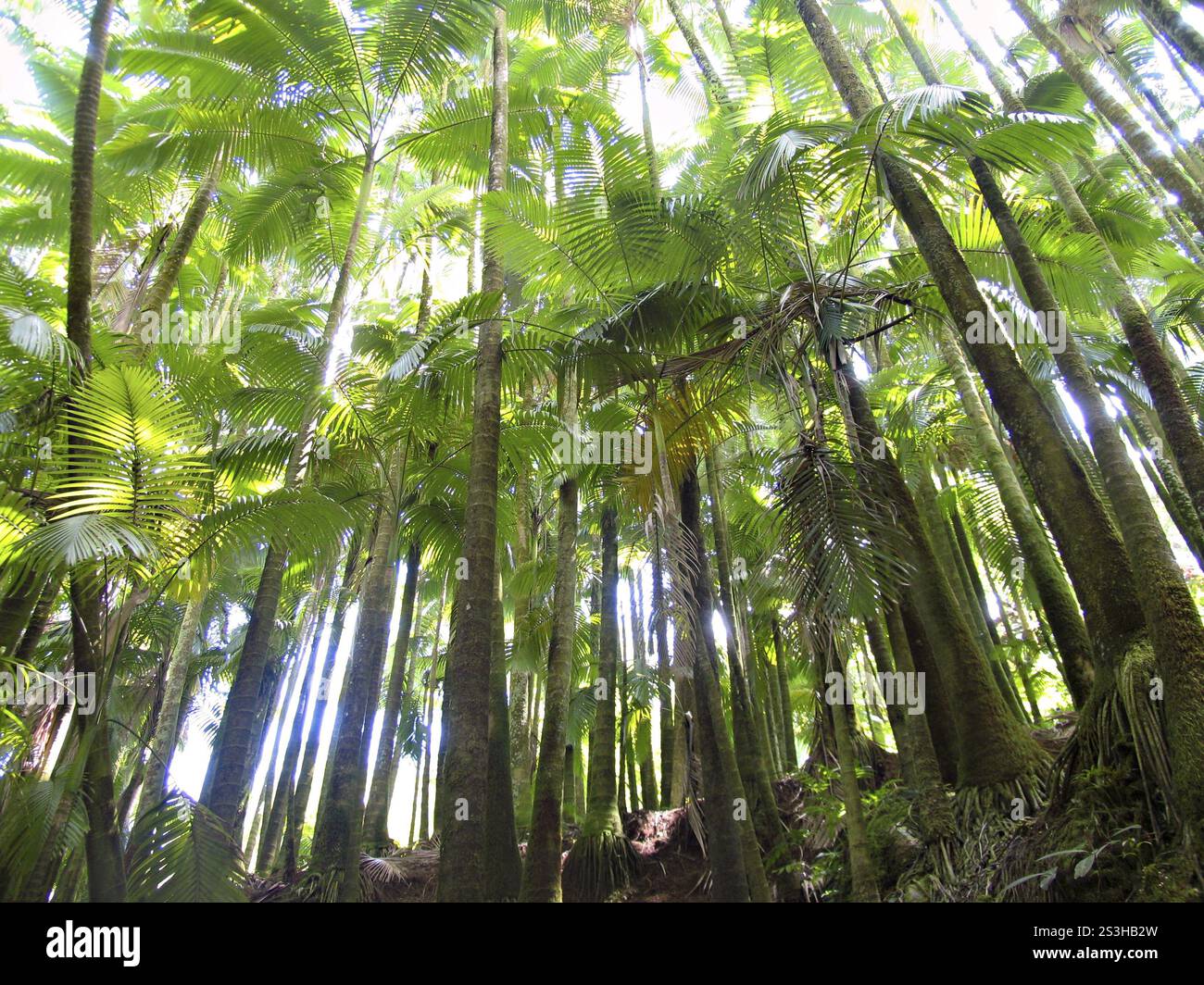 Light falls through palm trees in the rainforest, Big Island of Hawaii ...