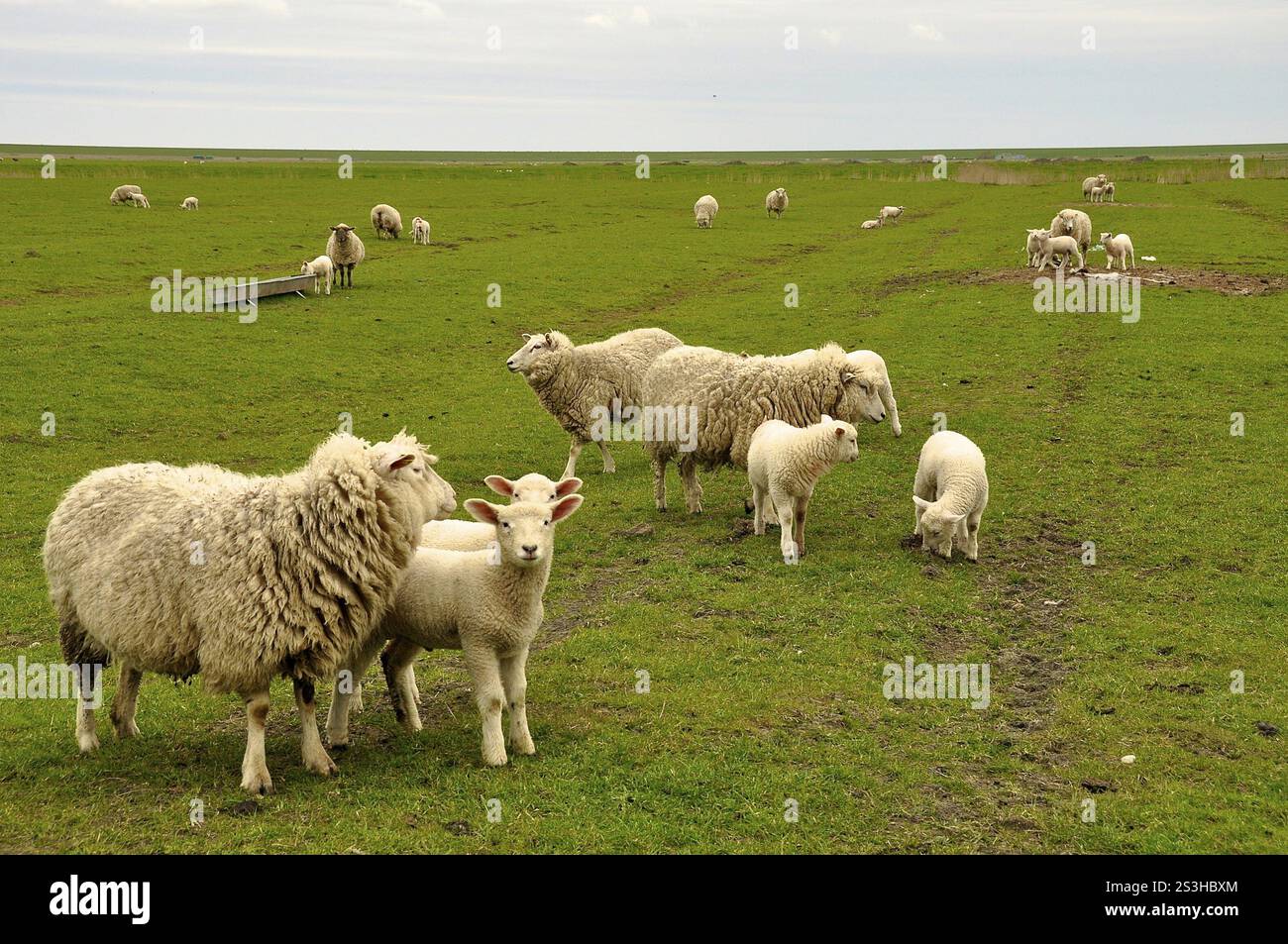 North German grazing sheep with white lambs Stock Photo - Alamy