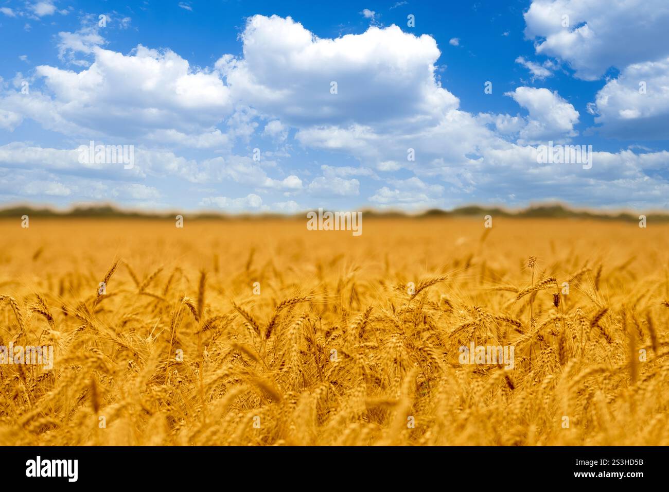 A breathtaking rural wheat field stretches to the horizon under a vivid ...