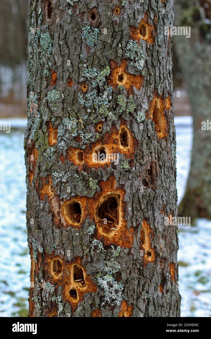 Tree trunk holes, damage by wood pecker bird Stock Photo - Alamy