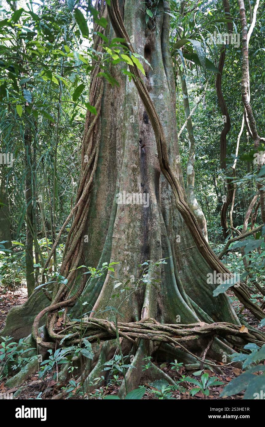 Carcovado national park hi-res stock photography and images - Alamy
