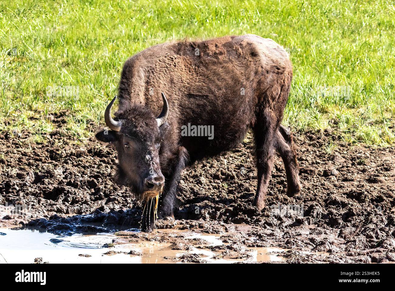 Close of American Bison (Bison bison) drinking from watering hole, on ...