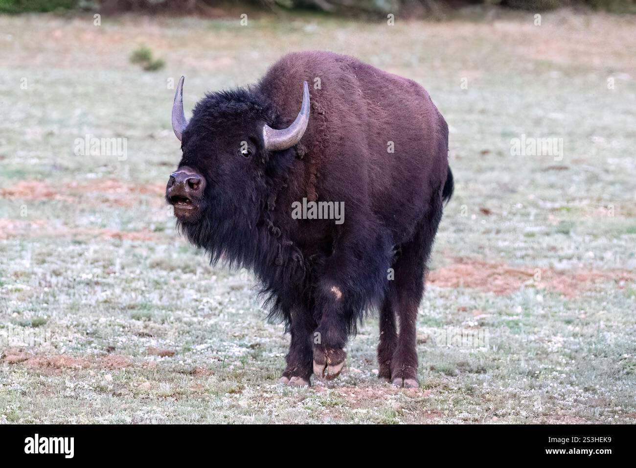 Closeup of American Plains Bison (Bison bison) standing on grassy ...