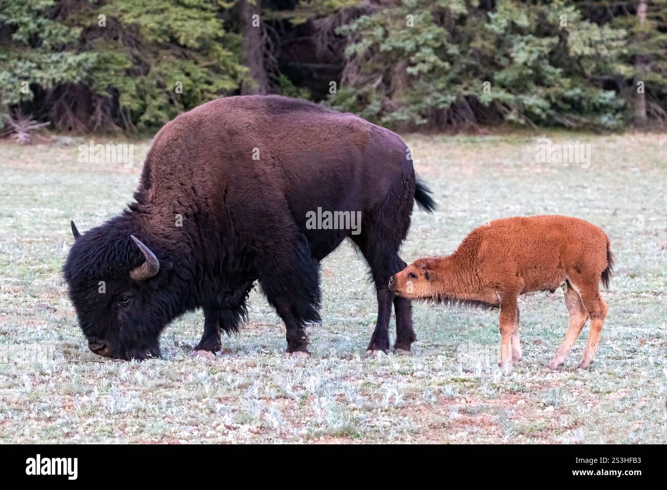 Closeup of American Plains Bison (Bison bison) grazing on grassy meadow with young calf, North ...