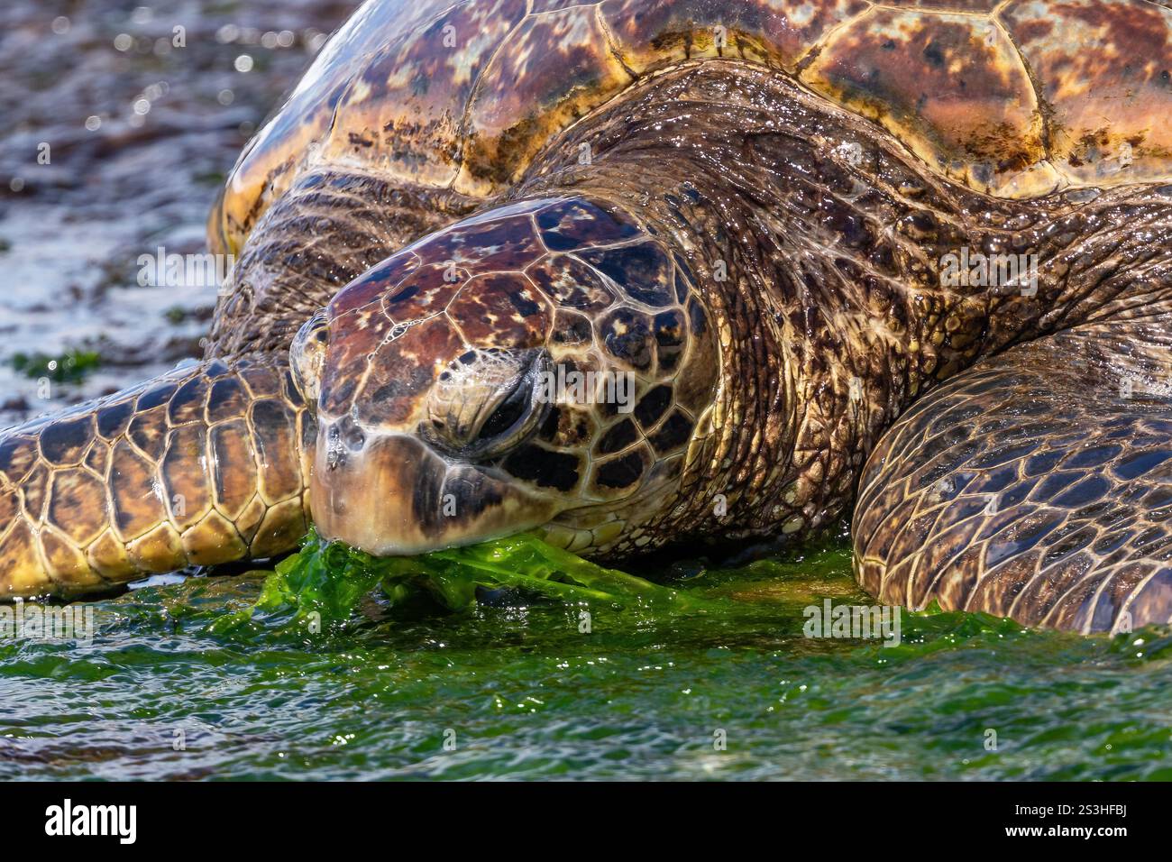 Closeup view of Green sea turtle (chelonia mydas), on the beach in Oahu ...