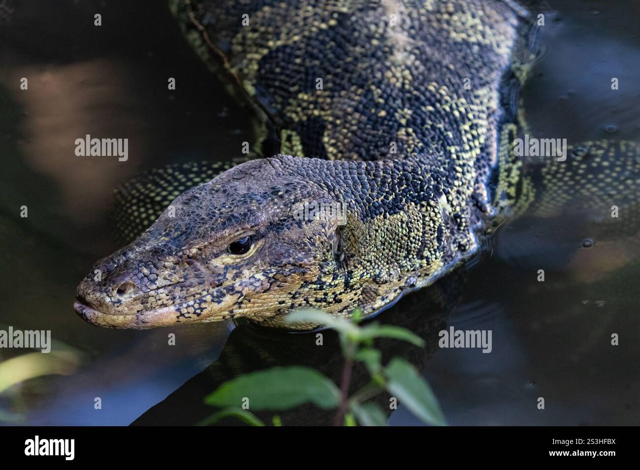 Asian Water Monitor lizard (Varanus salvator) in lake at Lumphini Park ...