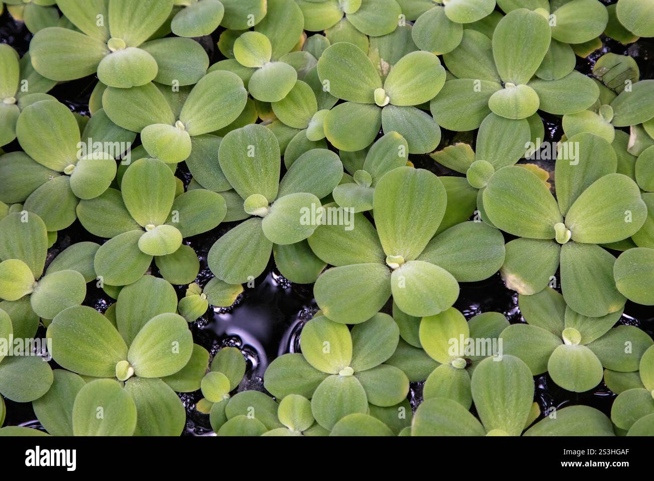 Water lettuce (Pistia stratiotes), top view. Floating on water, forming ...
