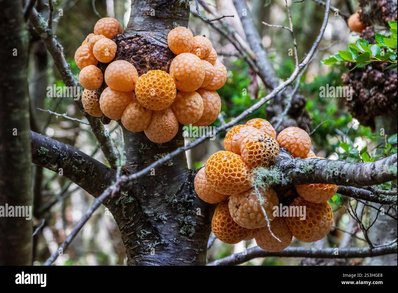 Darwin's fungus, aka Southern Indian bread (Cyttaria darwinii) growing ...