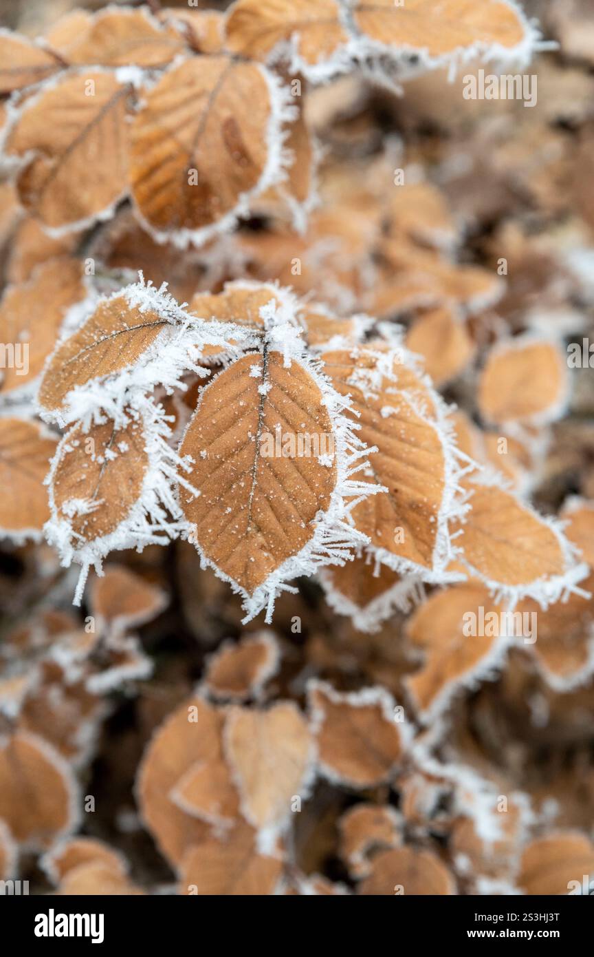 Frosted brown beech tree leaves in the winter season Stock Photo - Alamy
