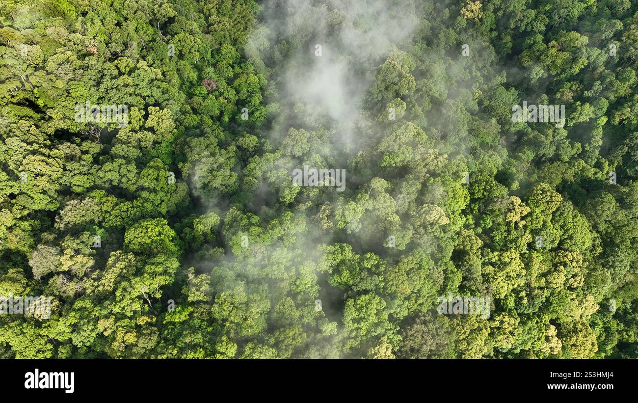 Tropical forests can absorb large amounts of carbon dioxide from the ...