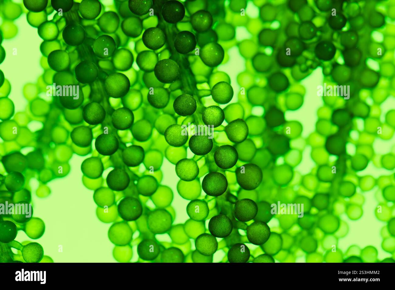 Algae fuel biofuel industry lab researching for alternative to fossil ...