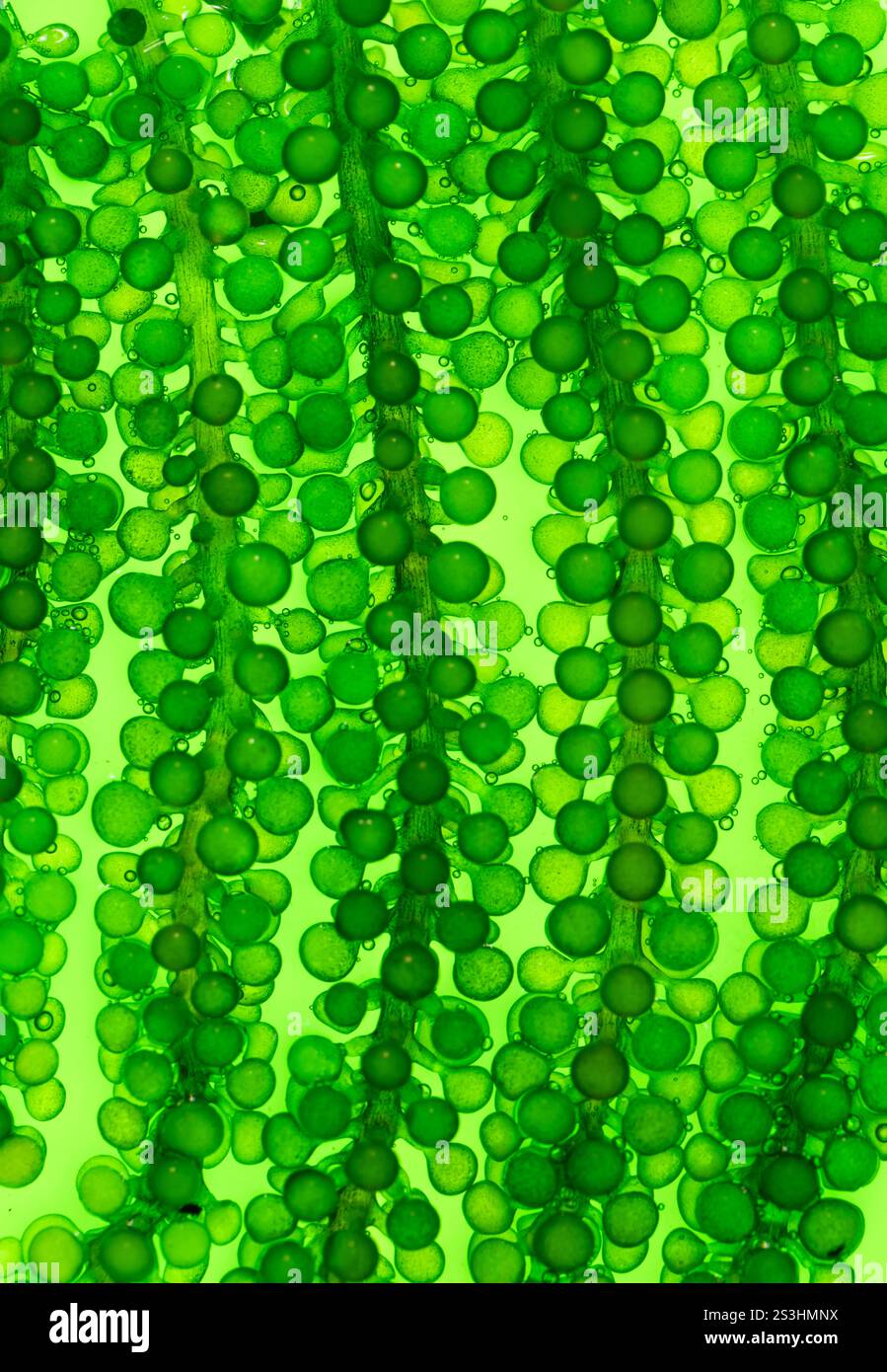 Algae fuel biofuel industry lab researching for alternative to fossil ...