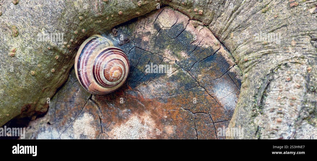 Snail, outdoor and tree bark in nature, mollusk and habitat ...