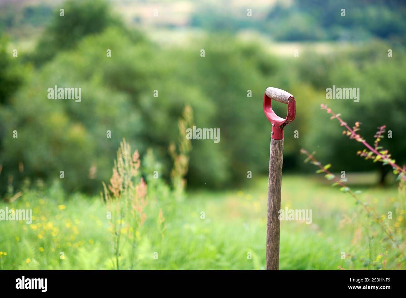 Green, grass and spade in nature outdoor with environment cultivation ...