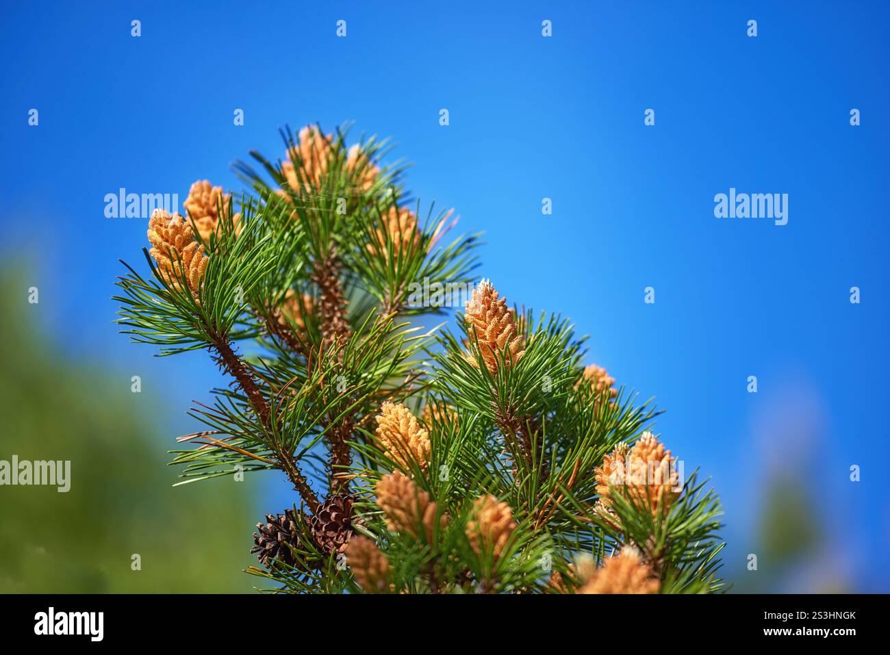 Nature, cone and pine tree with growth in spring season, reproduction ...