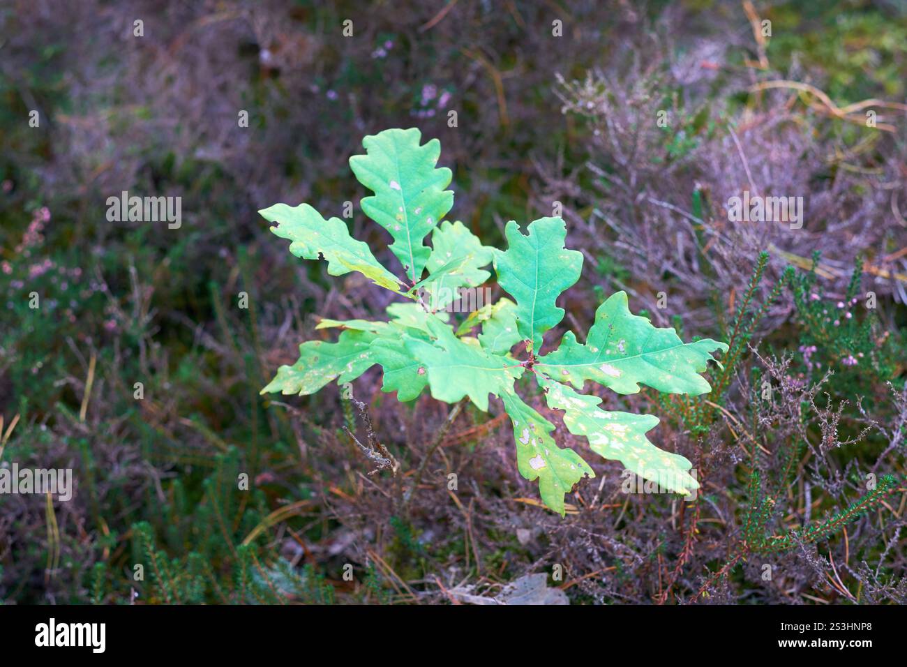 Tree, sprout and leaves in nature for growth, healthy environment and ...