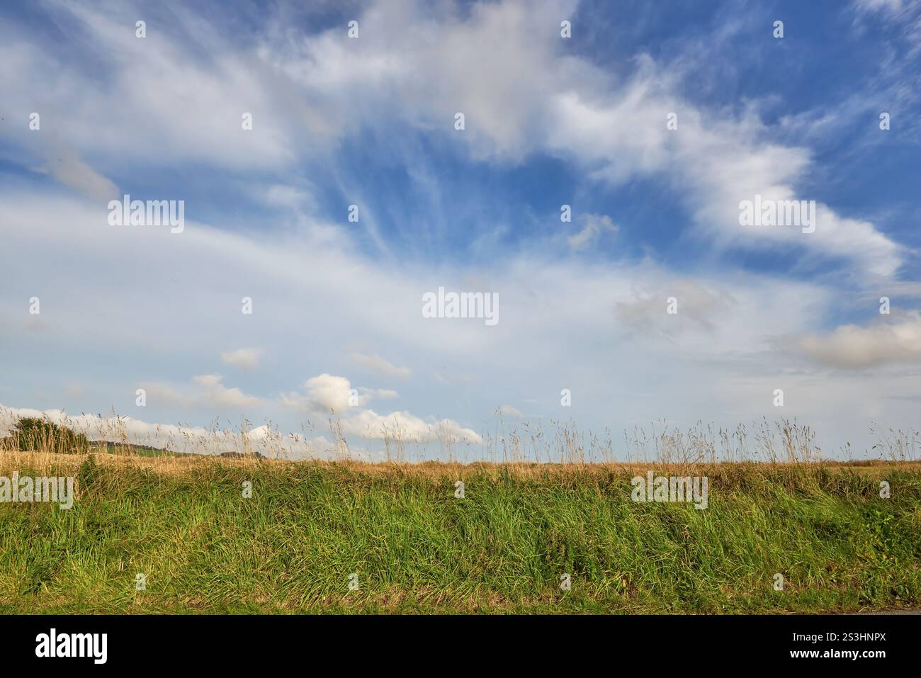 Grass, field and weeds in landscape for growth, farmland and ...