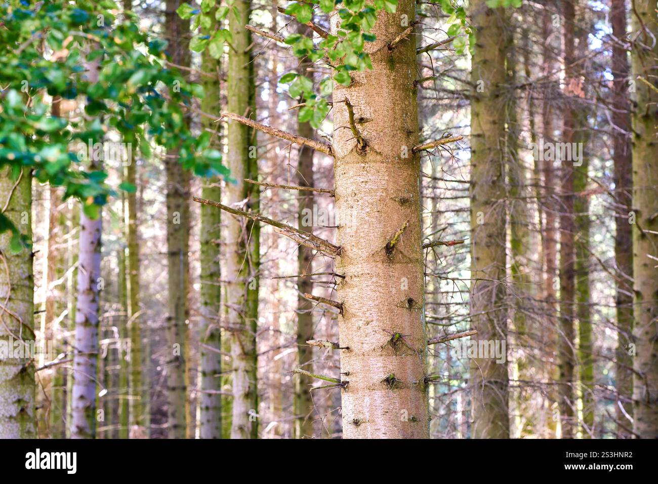 Pine trees, bush and outdoor in nature, forest and countryside with ...