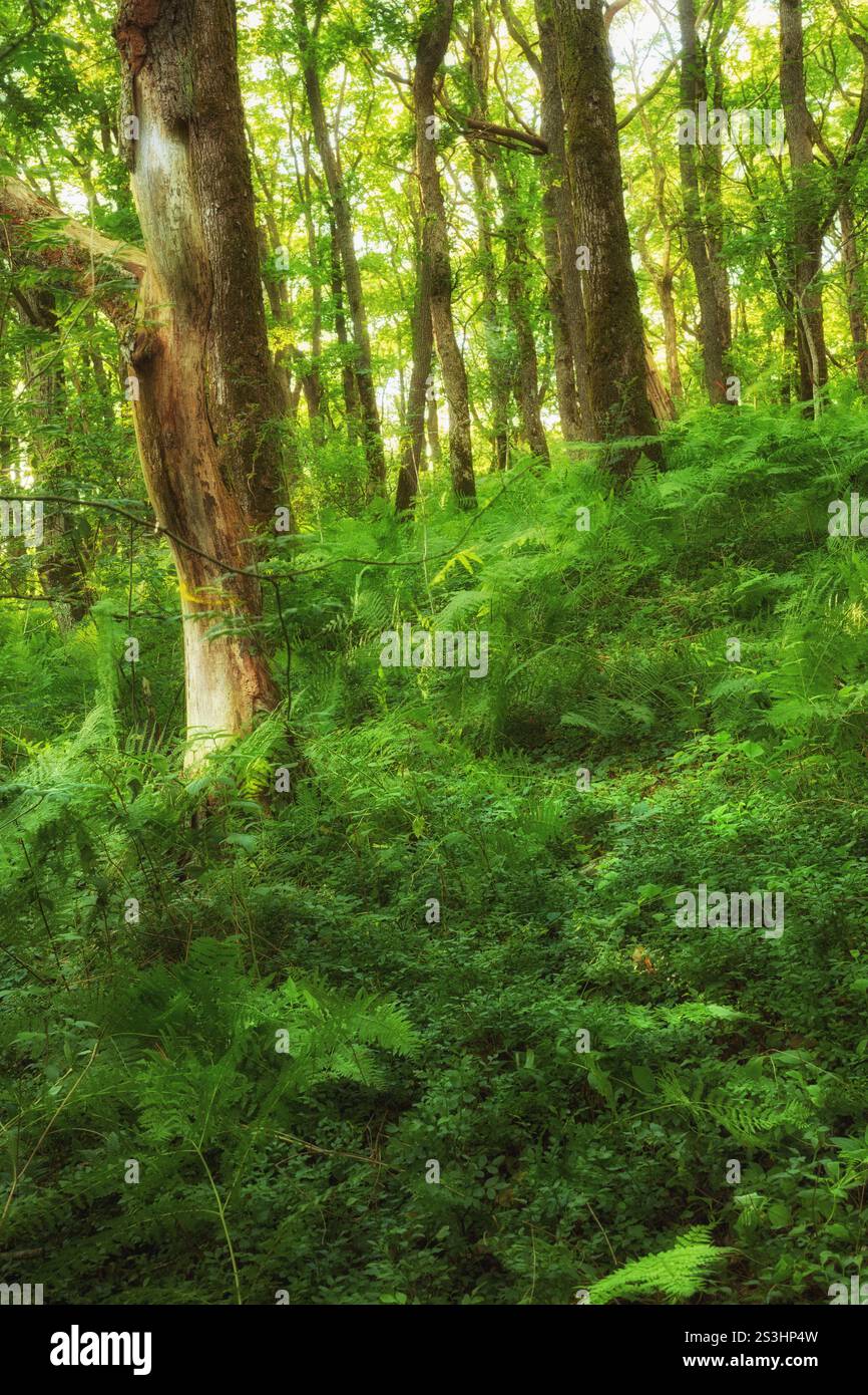 Tree, foliage and moss with overgrown greenery for season, climate ...